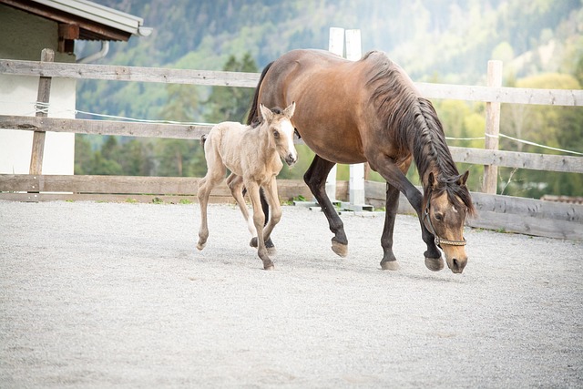 Free Course of Animal Genetics and Breeding free - Online course about ...